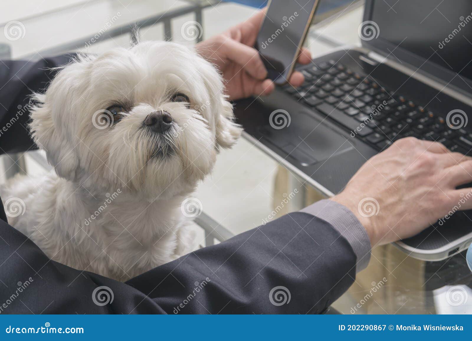 Working with dog at home stock image. Image of little - 202290867