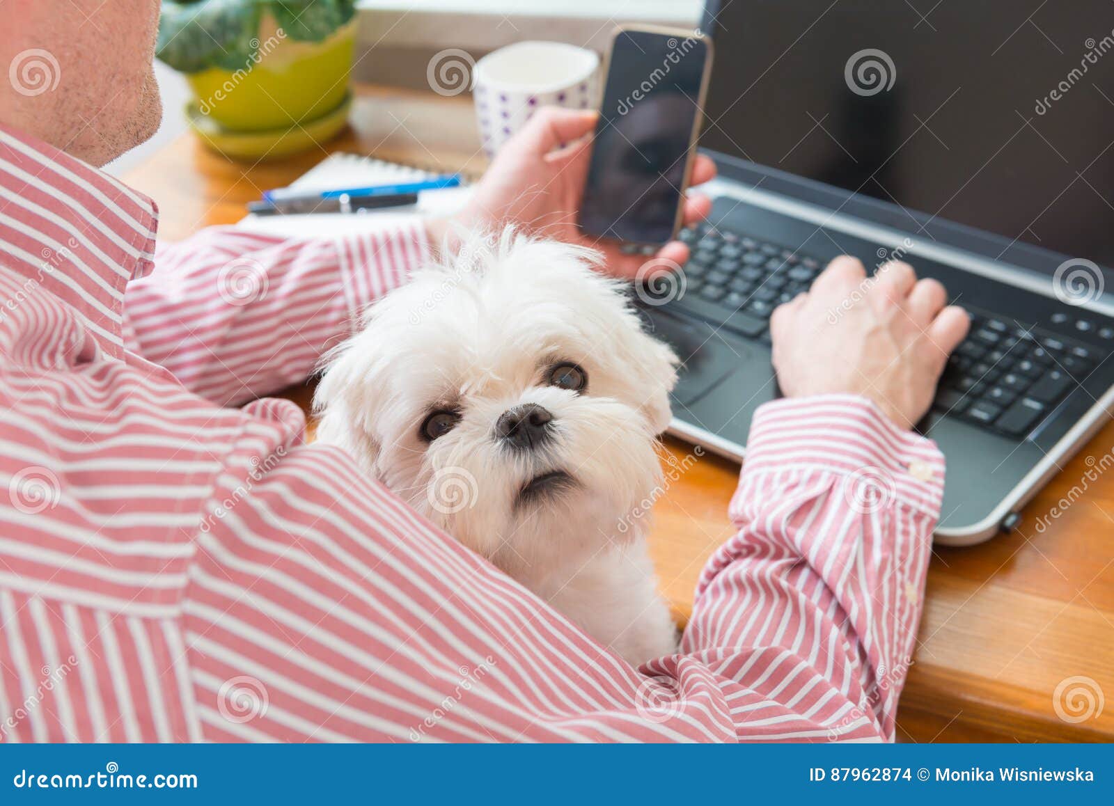 Working with dog at home stock photo. Image of occupation - 87962874