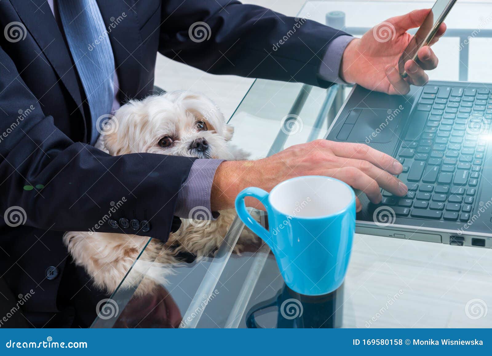 Working with Dog at Home or Office Stock Photo - Image of expertise ...