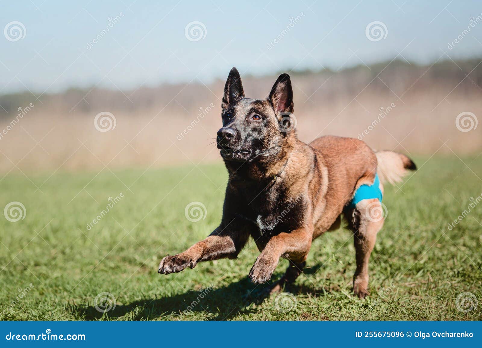 Working dog. Dog training stock photo. Image of outside - 255675096