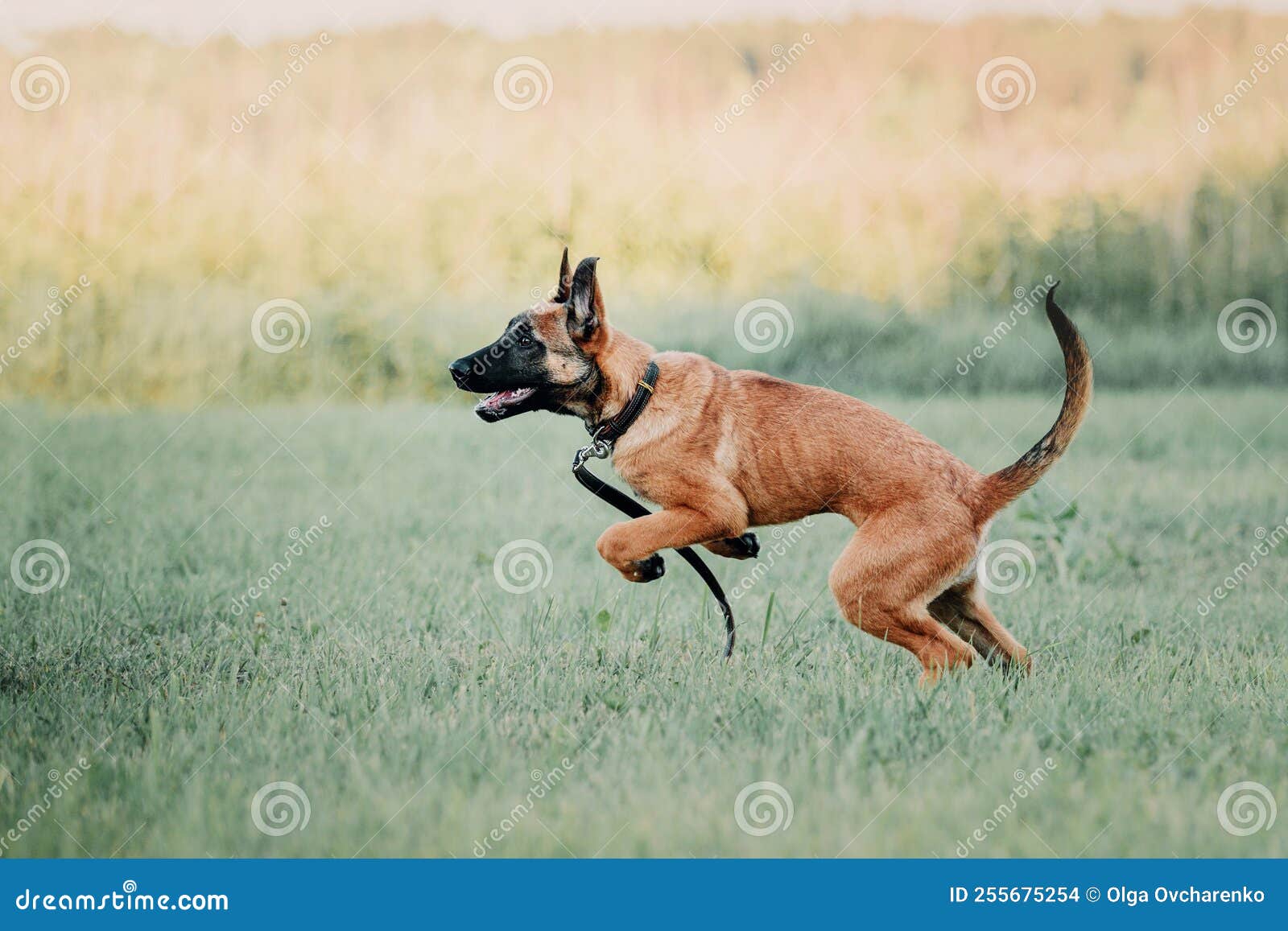 Working dog. Dog training stock photo. Image of malinois - 255675254
