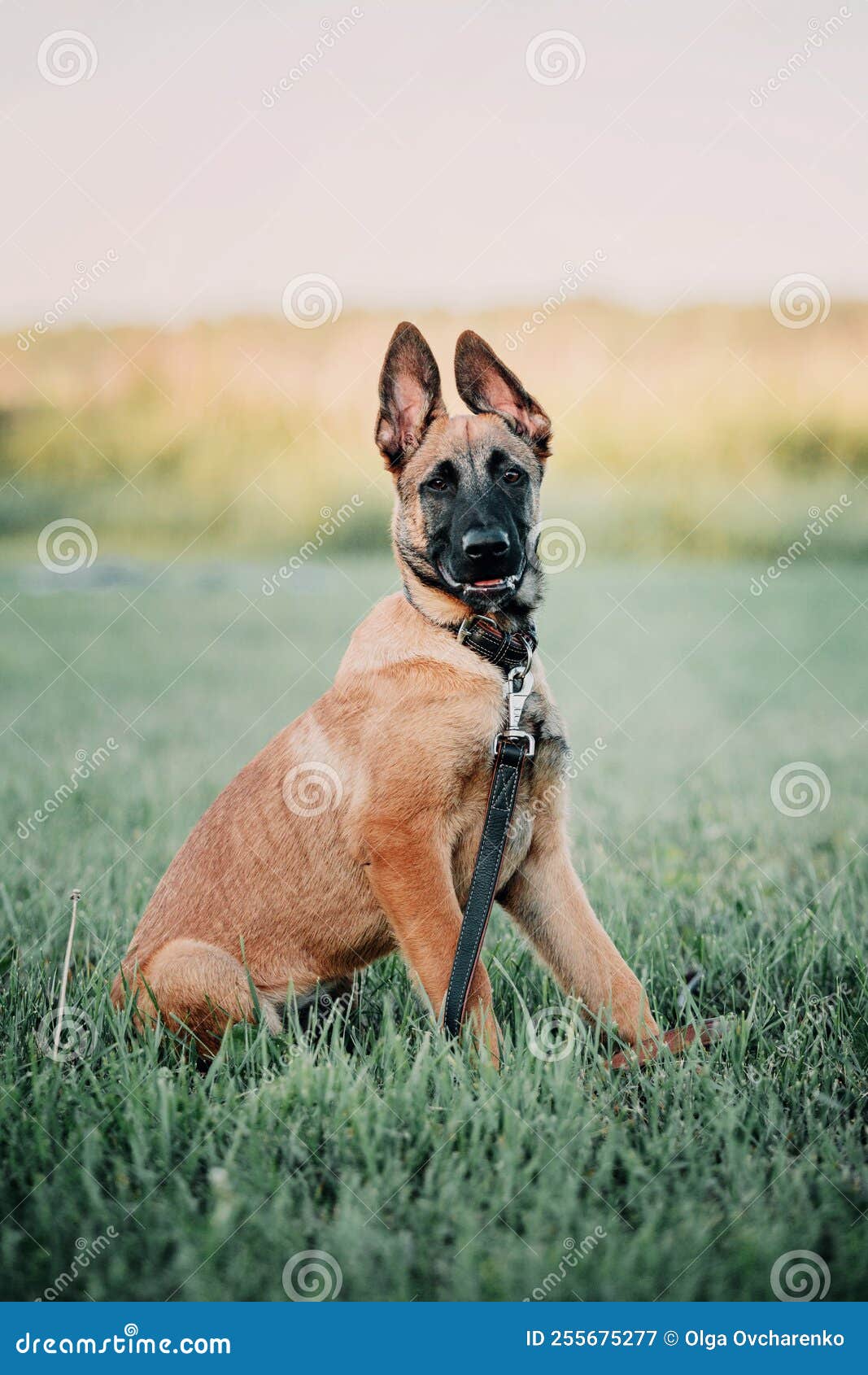 Working dog. Dog training stock image. Image of beautiful - 255675277
