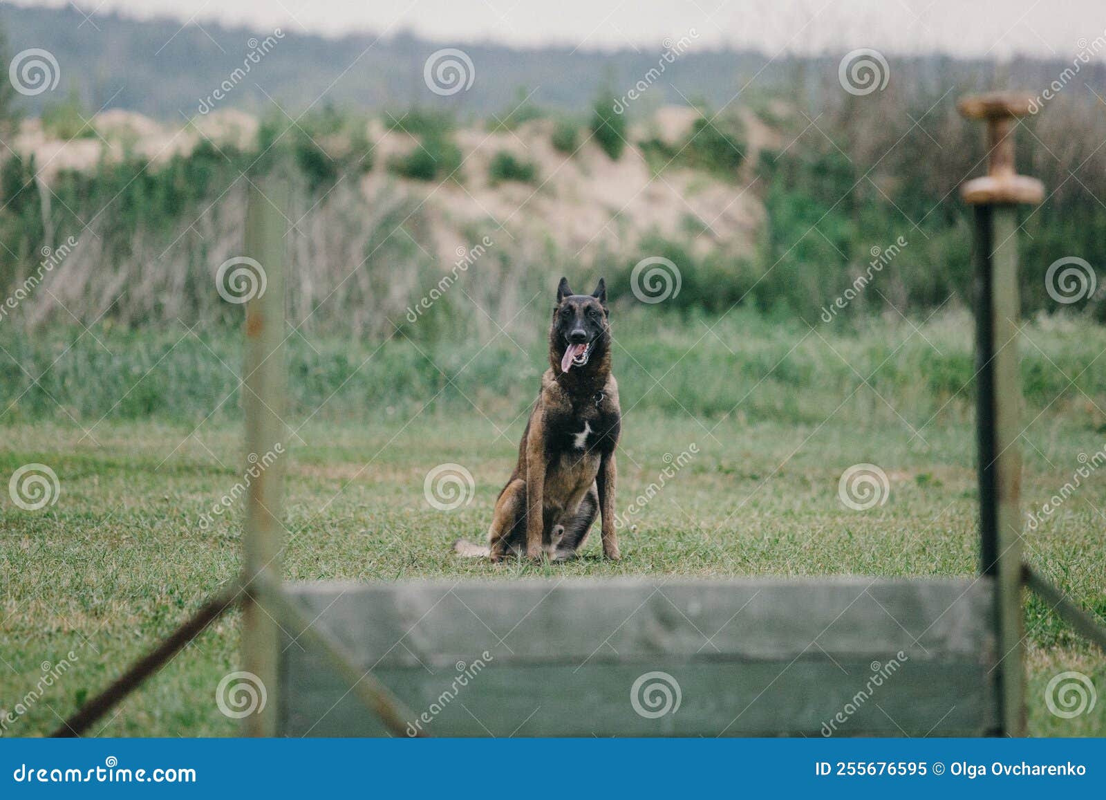 Working dog. Dog training stock image. Image of malinois - 255676595