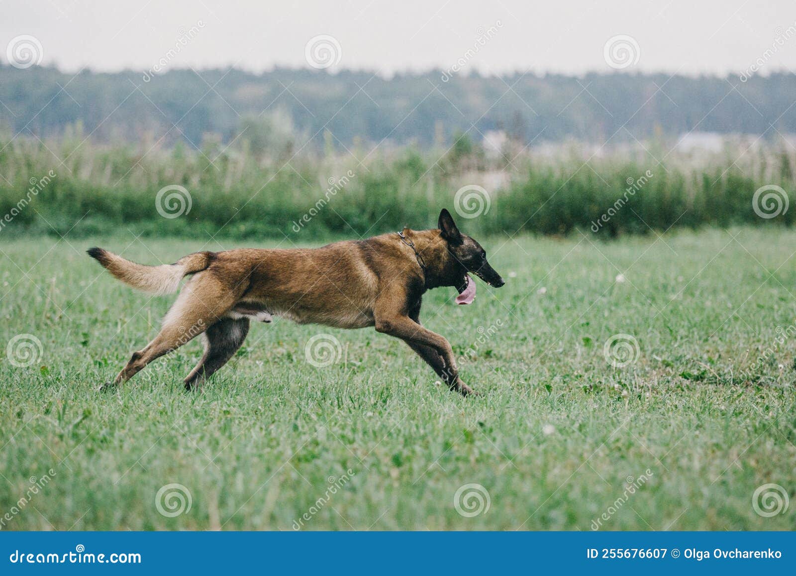 Working dog. Dog training stock image. Image of pets - 255676607
