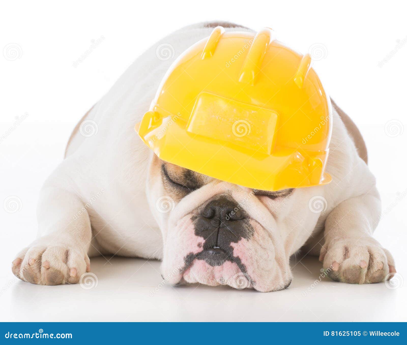 Working Dog Wearing Construction Hat Stock Image - Image of canine ...