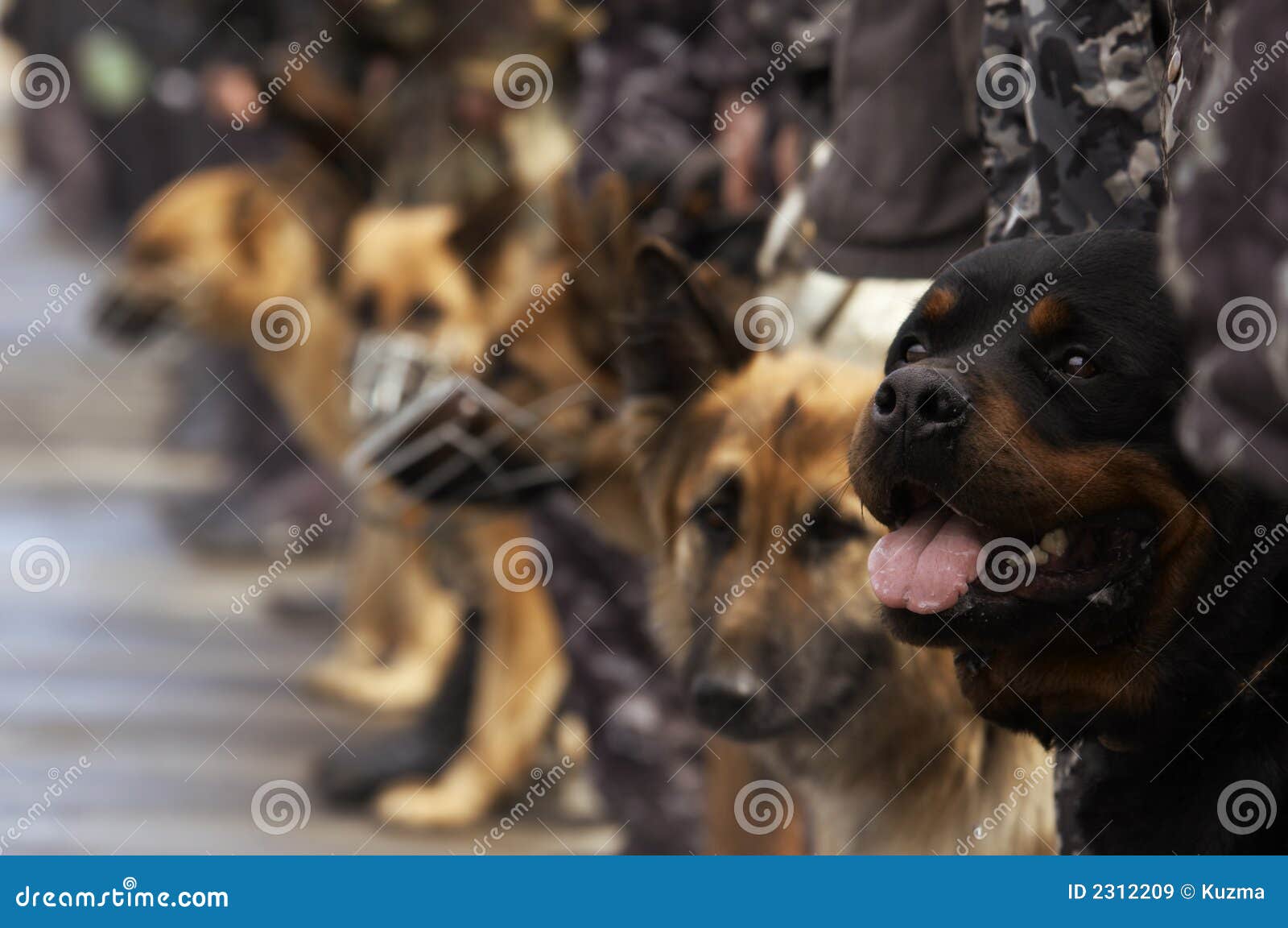 Working dogs stock image. Image of staff, event, line - 2312209