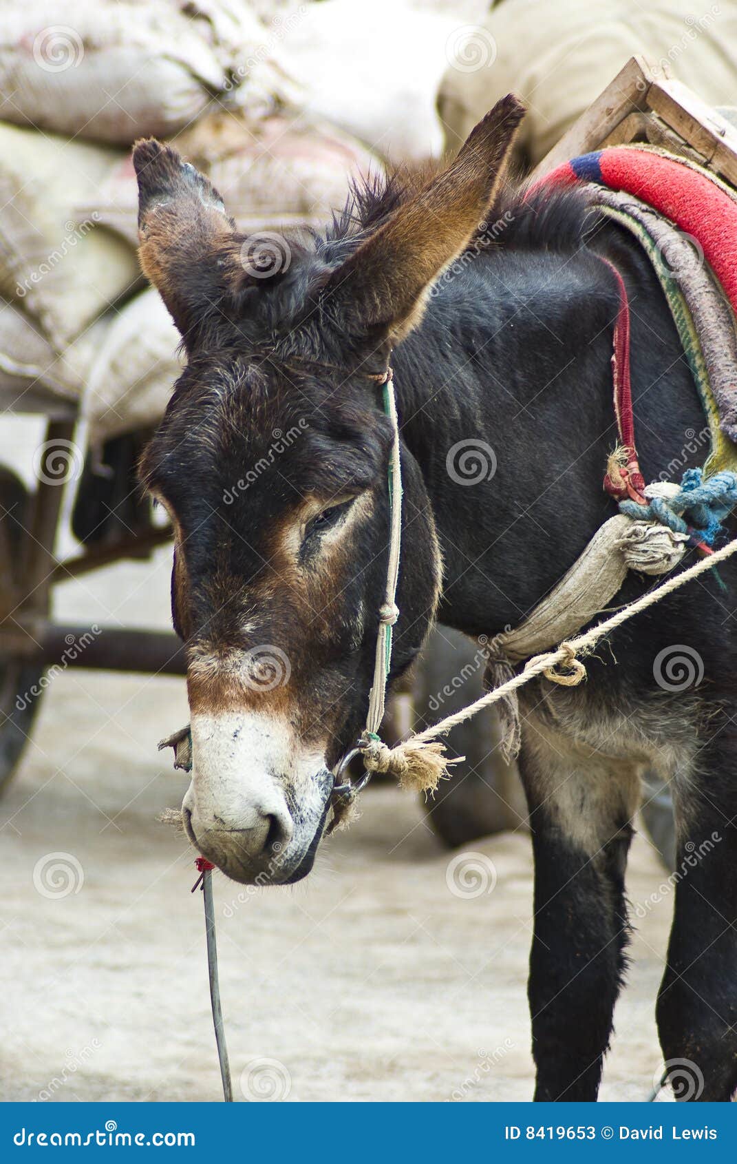 Working donkey stock image. Image of details, head, carrying - 8419653