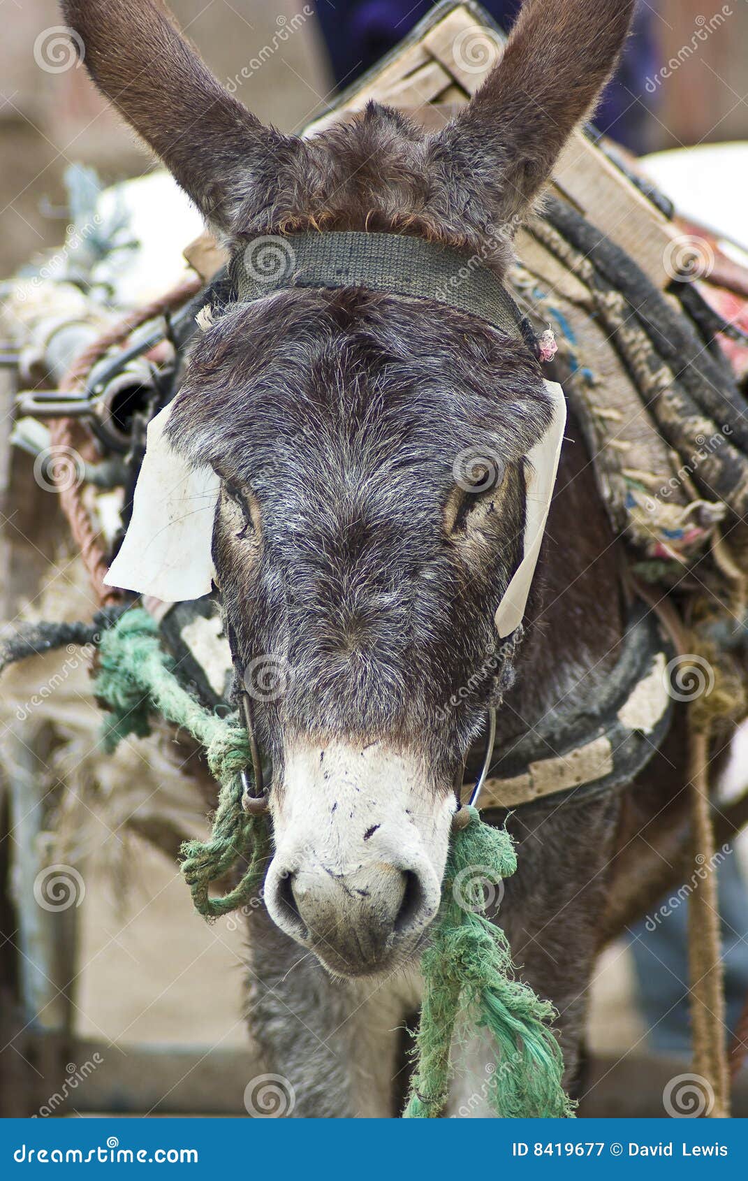 Working donkey stock image. Image of closeup, detail, burden - 8419677