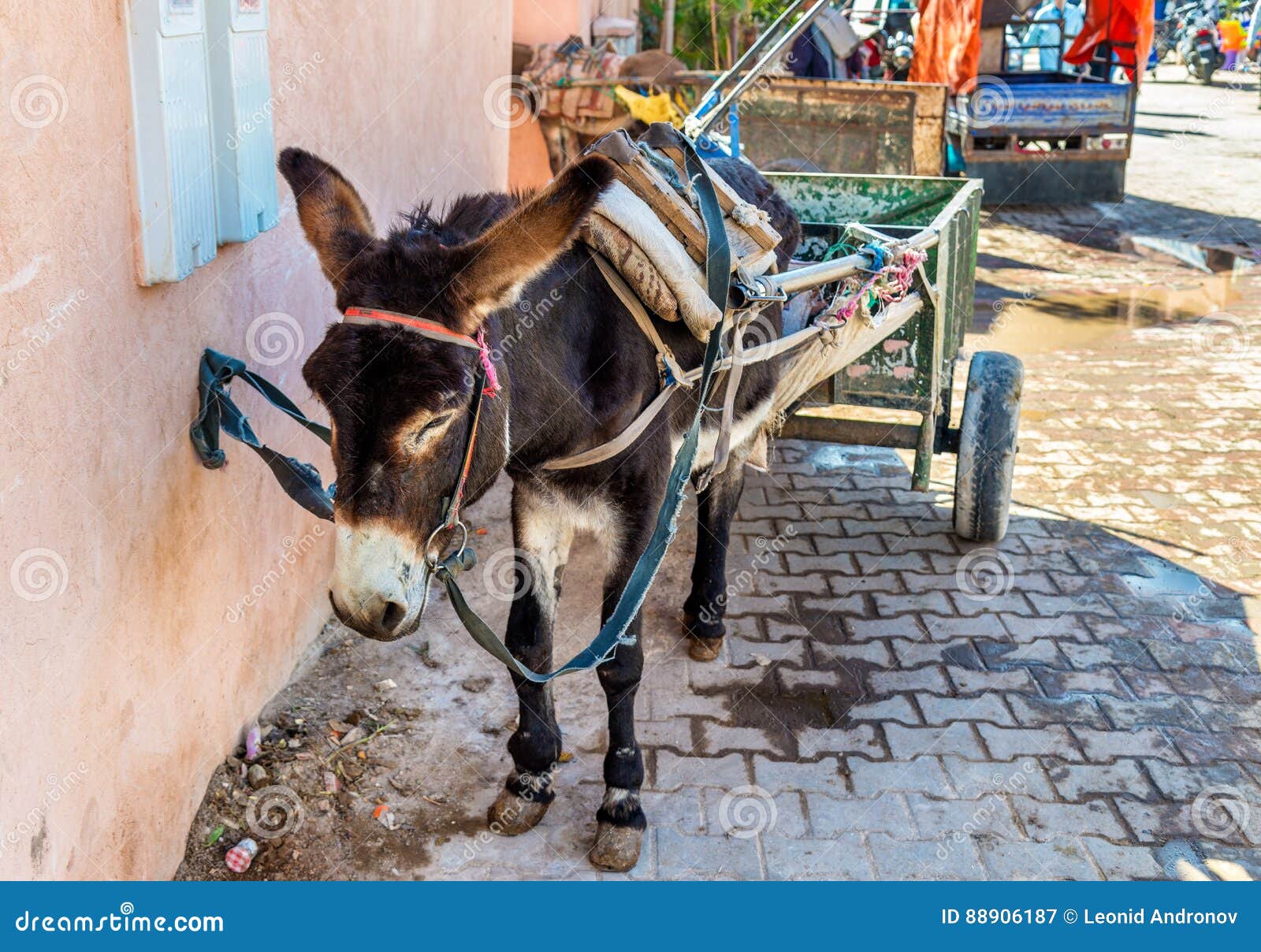 A Working Donkey Resting, Waiting To Be Loaded In Pyrgos Village ...