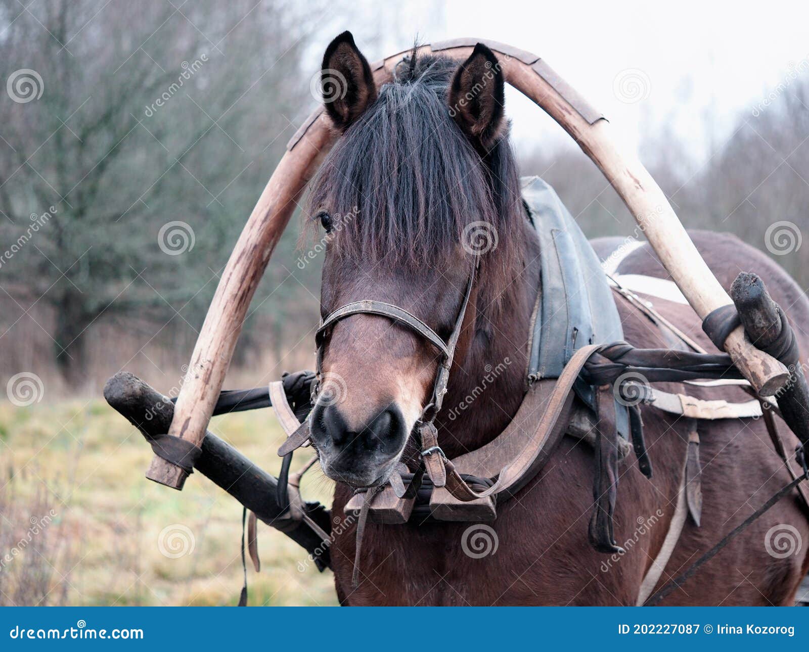 Working Draft Horse. Portrait of an Animal Stock Image - Image of ...