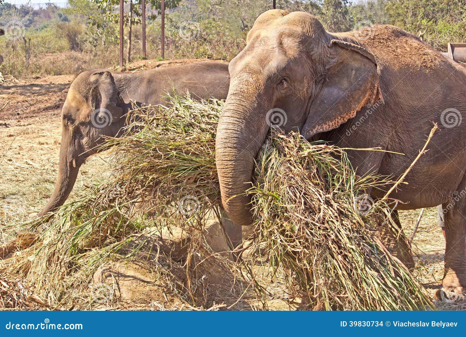 Working elephant stock photo. Image of elephant, working - 39830734