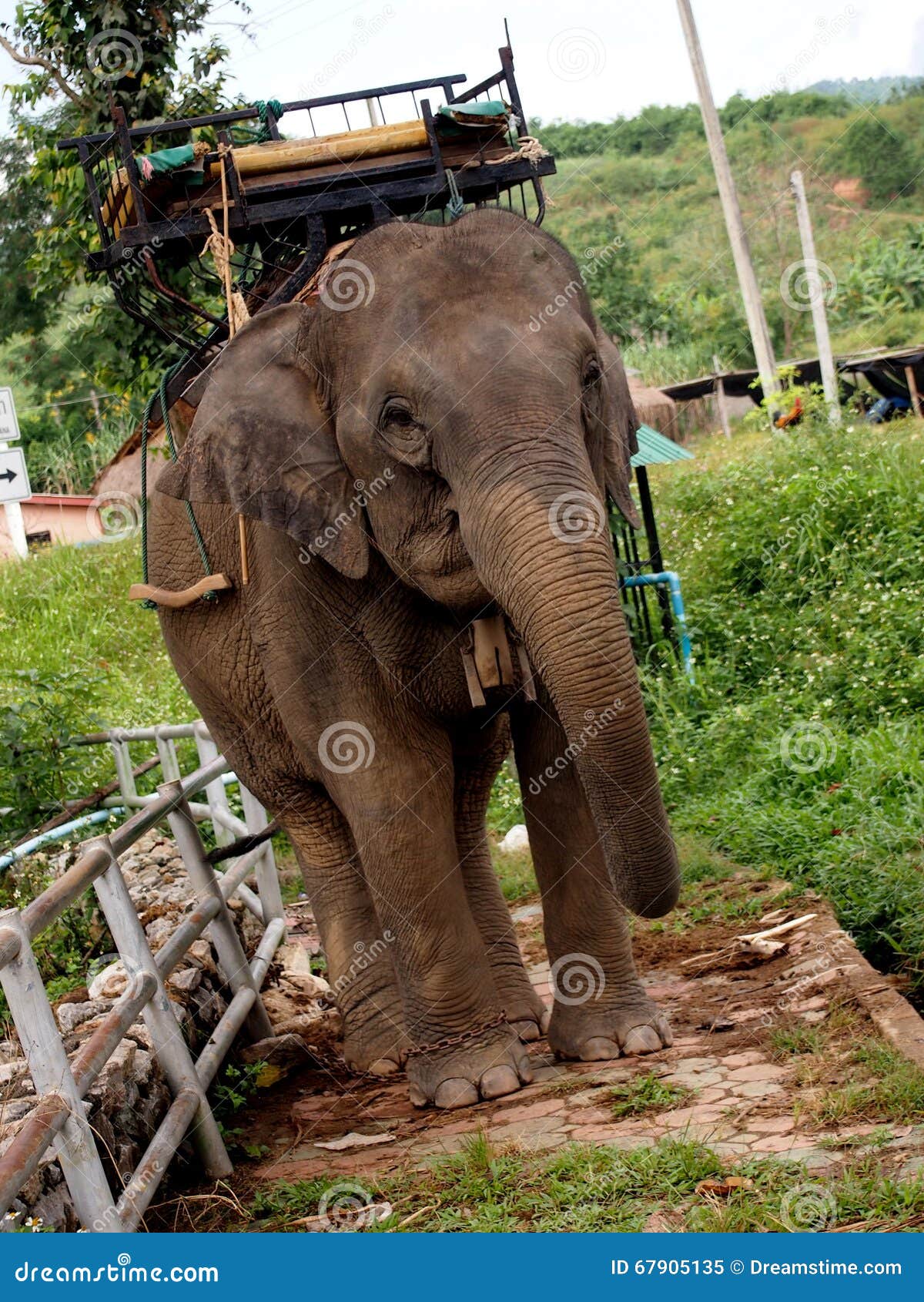Working Elephants stock image. Image of elephants, elephant - 67905135