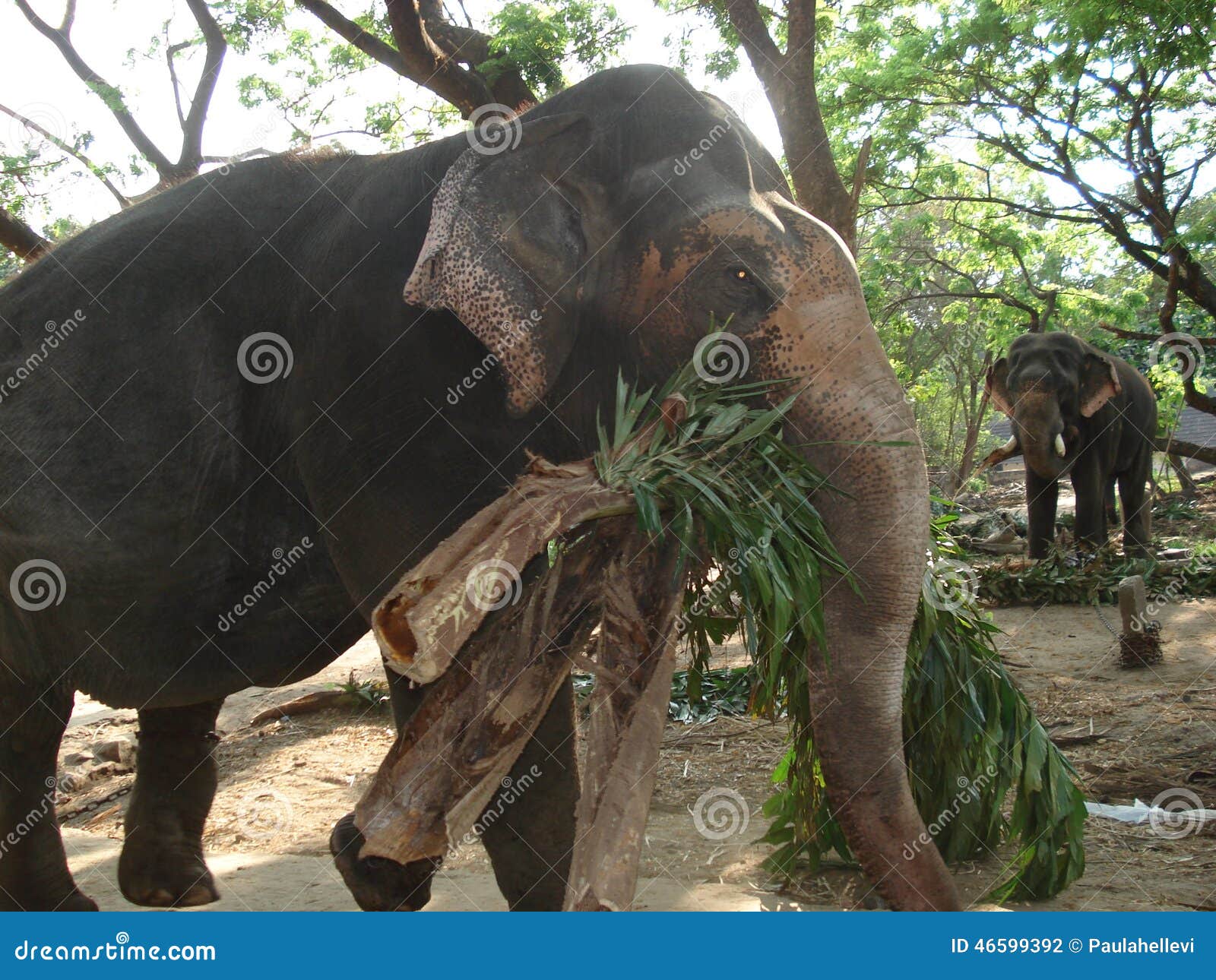 Working elephants stock photo. Image of kumarakom, india - 46599392