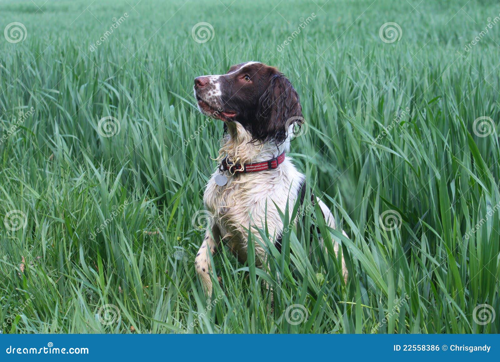 Working English Springer Spaniel in a Field Stock Photo - Image of ...