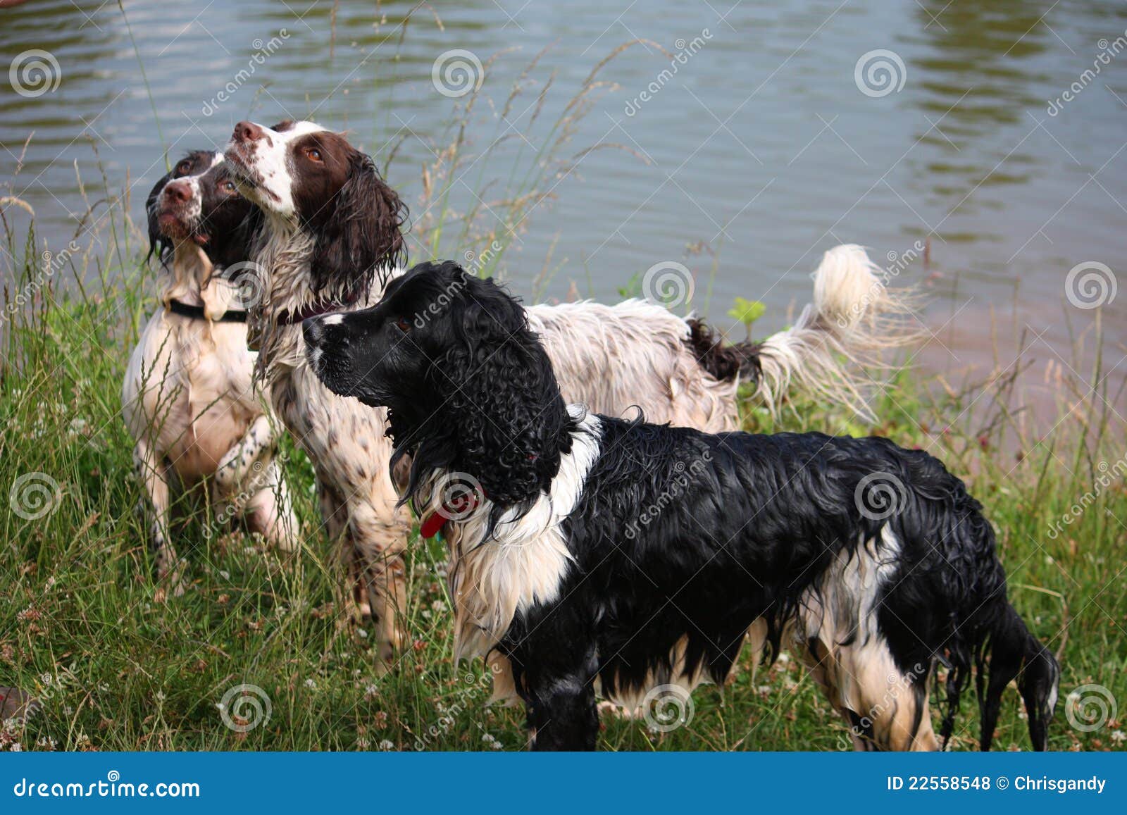 Working English Springer Spaniels Stock Photo - Image of field, grass ...