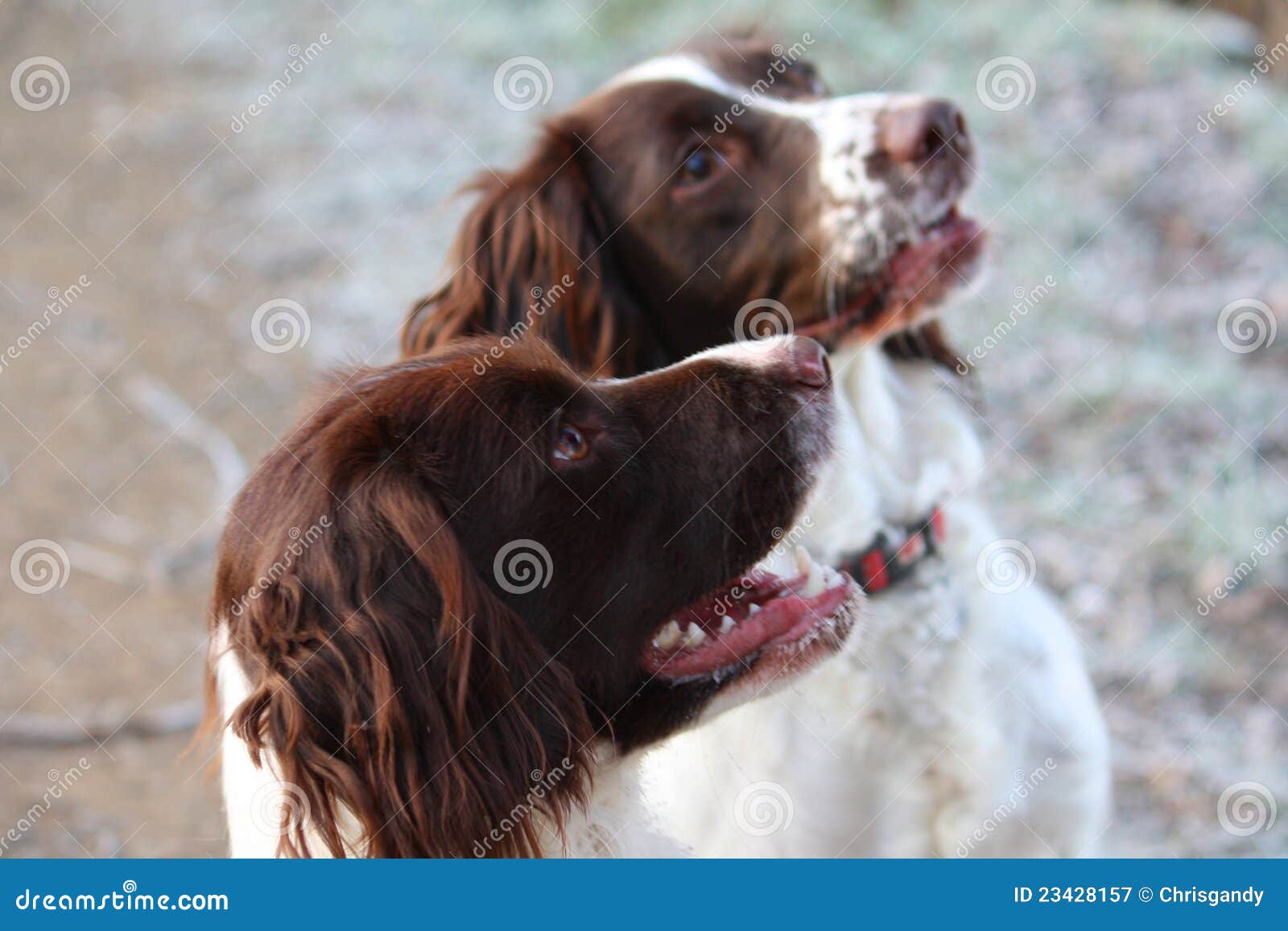 Working English Springer Spaniels Stock Image - Image of puppydog ...
