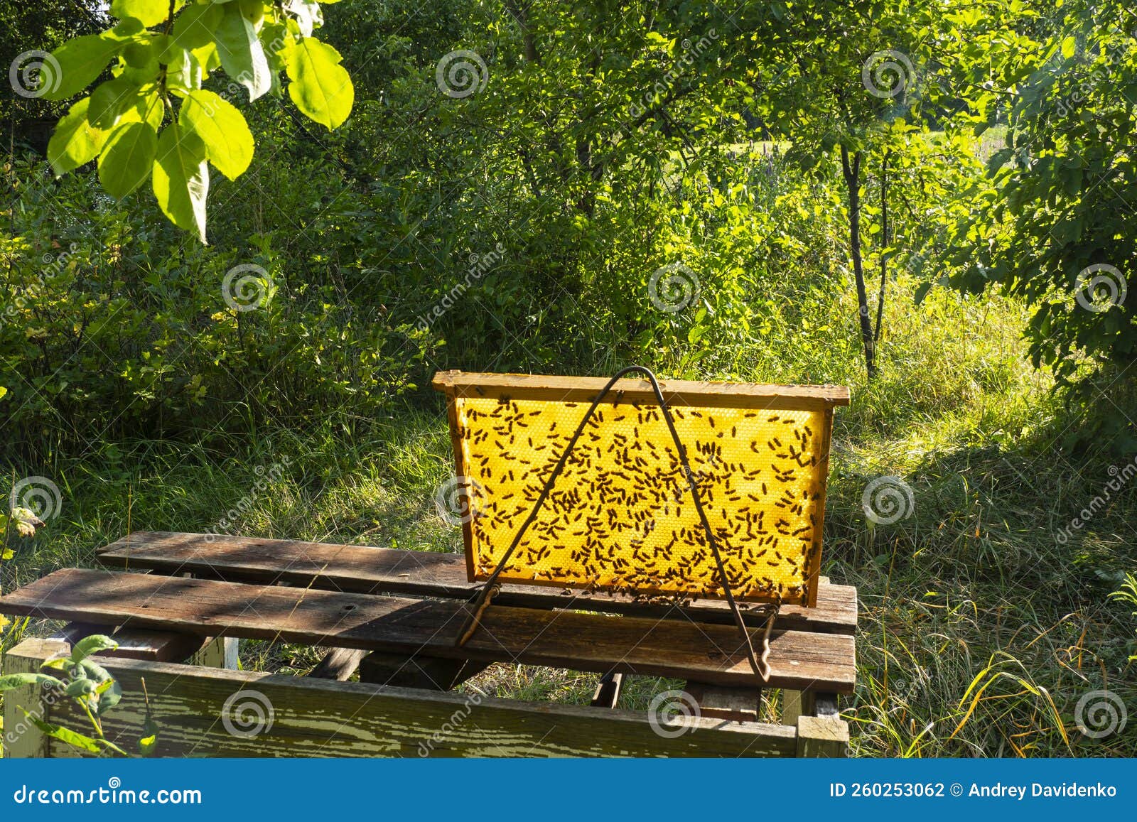 Working Environment in the Apiary Stock Photo - Image of beauty ...