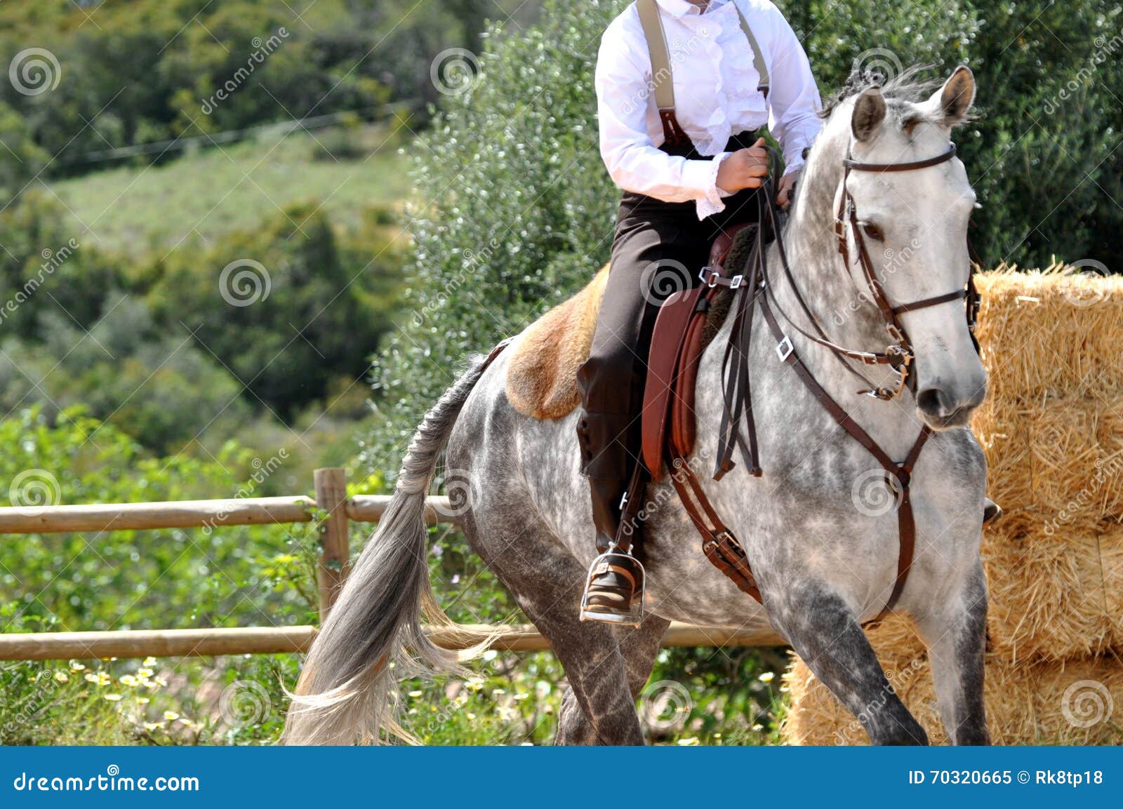 Working equitation horse stock image. Image of competition - 70320665