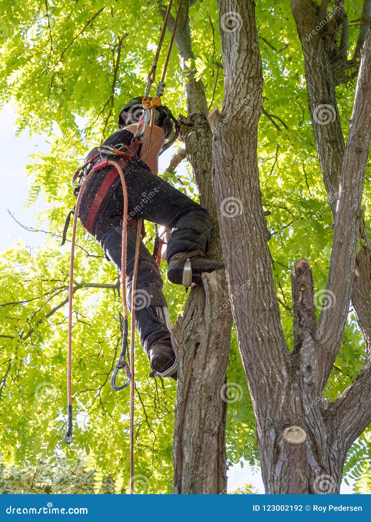 Working Female Tree Surgeon Stock Photo - Image of chainsaw, outside ...