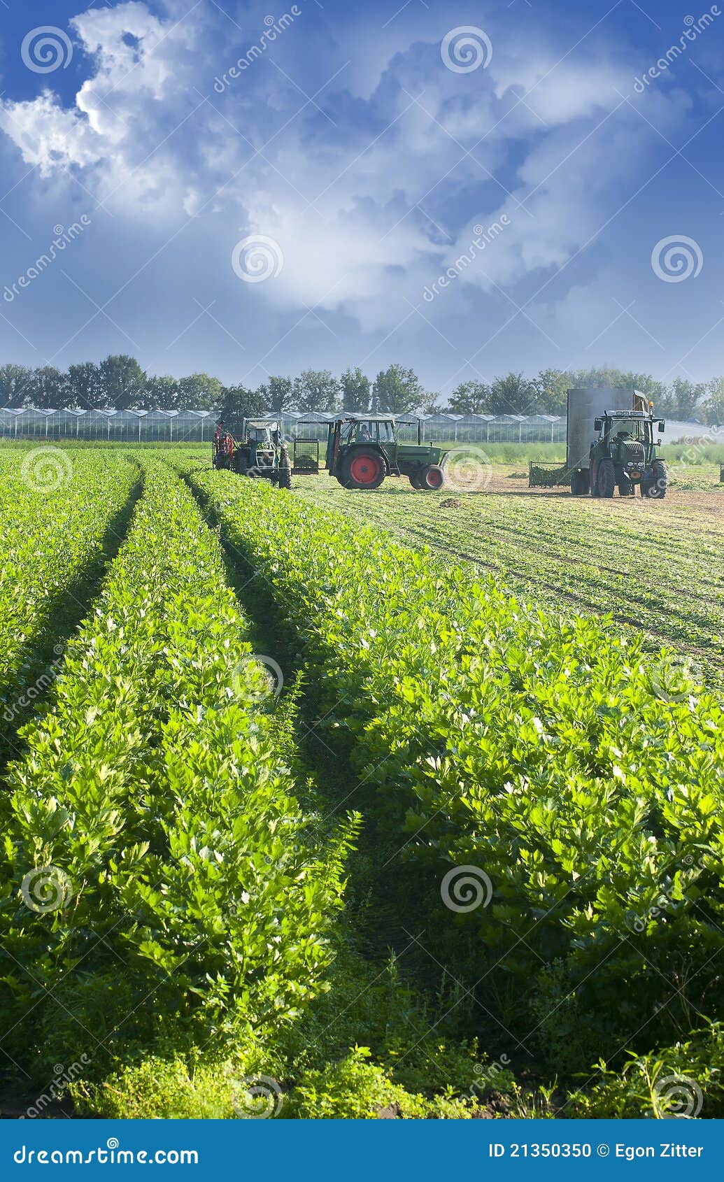 Working on the field stock photo. Image of blue, straight - 21350350