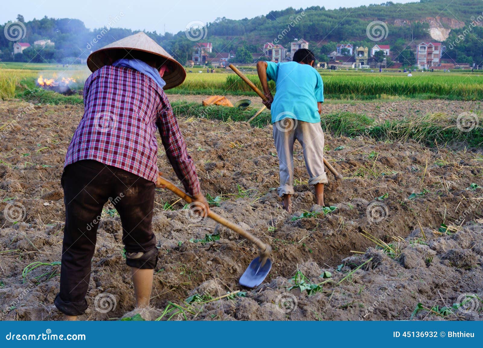 Working on the field editorial photography. Image of proced - 45136932