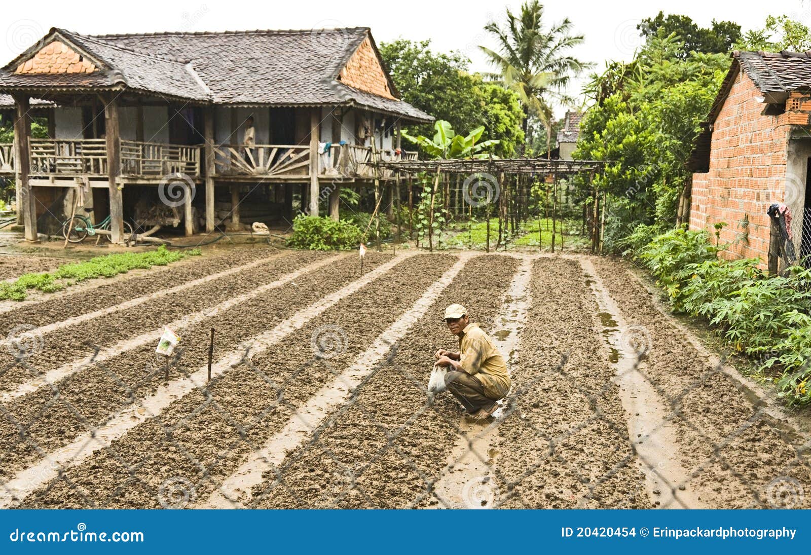 Working the Fields editorial stock image. Image of sows - 20420454
