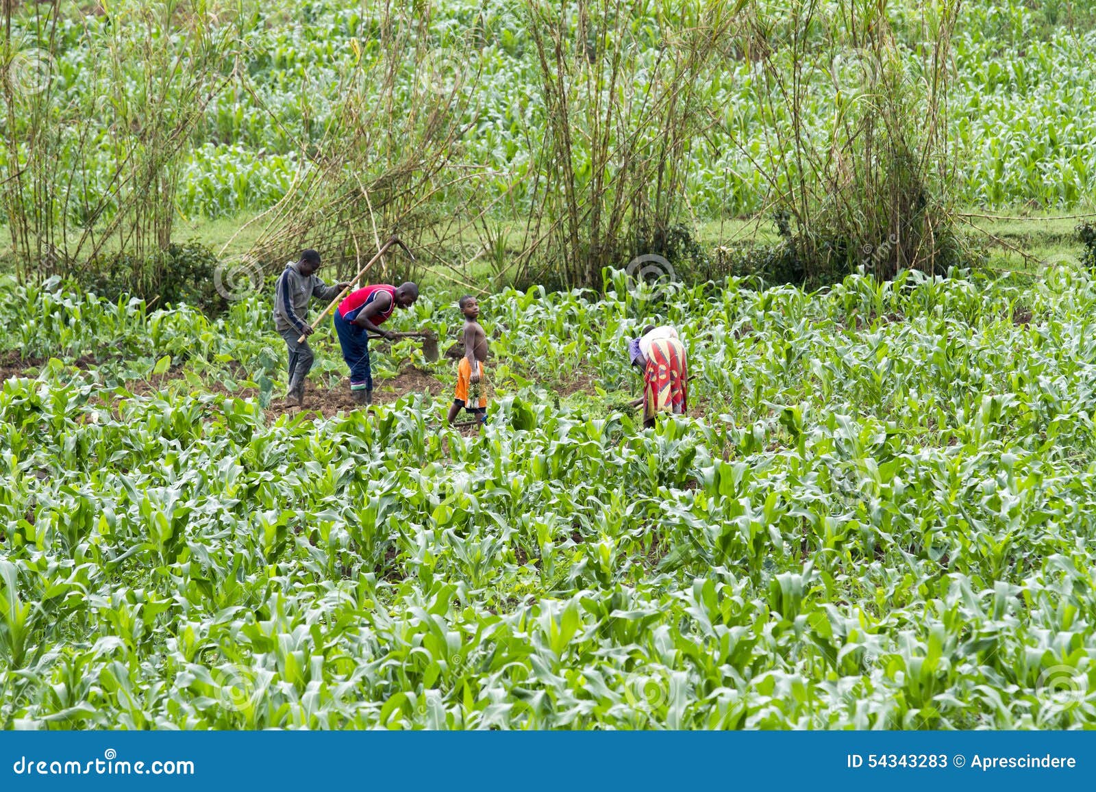 Working in the fields editorial stock photo. Image of culture - 54343283