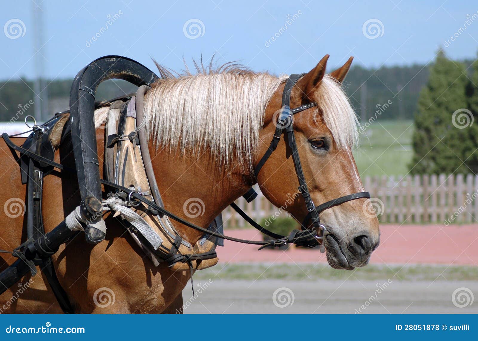 Working finnhorse stock photo. Image of equine, reins - 28051878