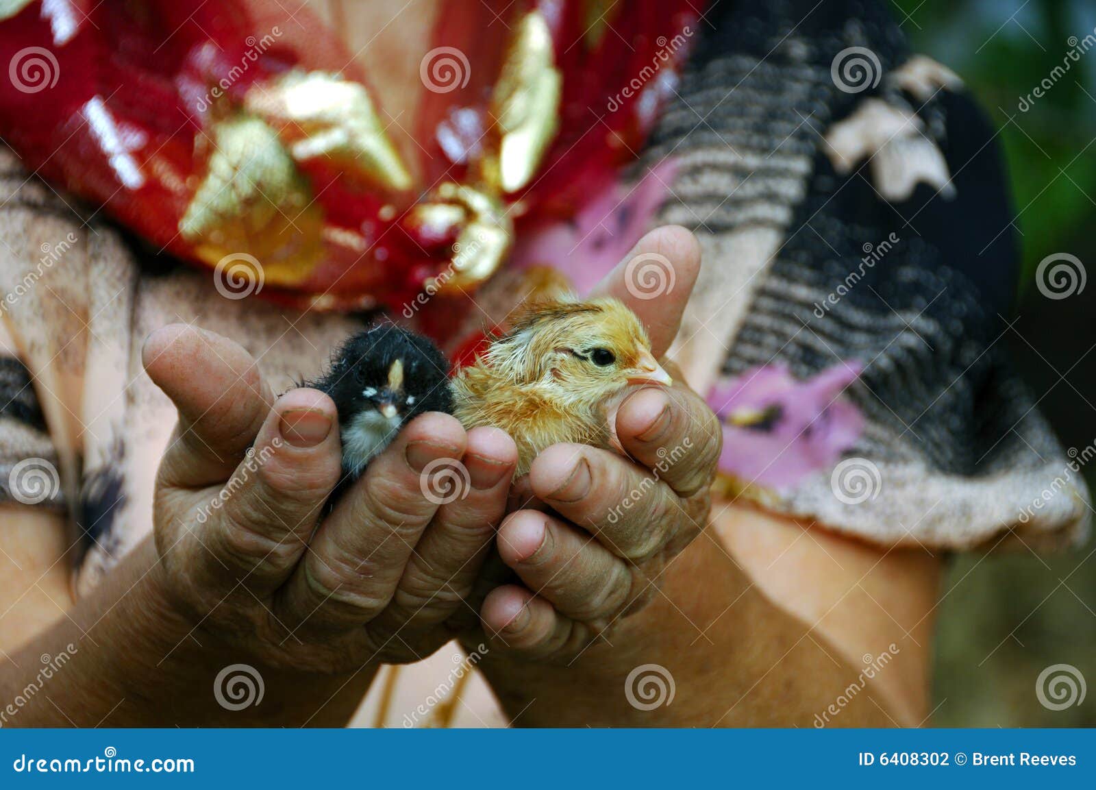 Working Hands stock photo. Image of chickens, woman, chicks - 6408302