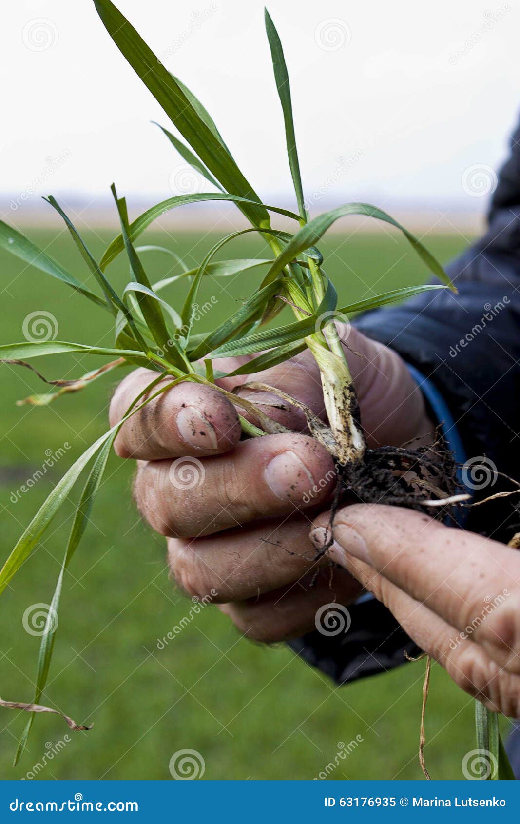 Working Hands. Farmer. Wheat Germ Stock Image - Image of spring ...