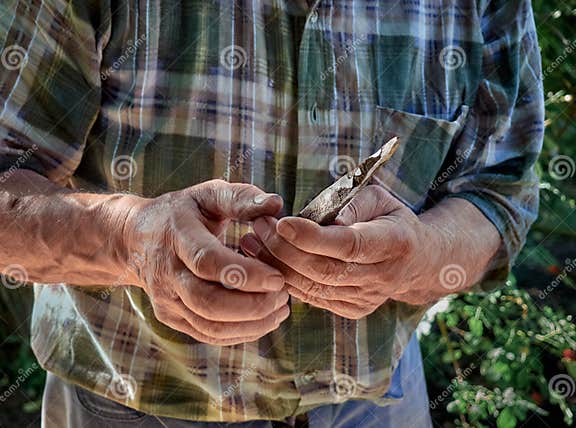 Hands of an Old Man with Tool. Stock Image - Image of pensioner, joiner ...