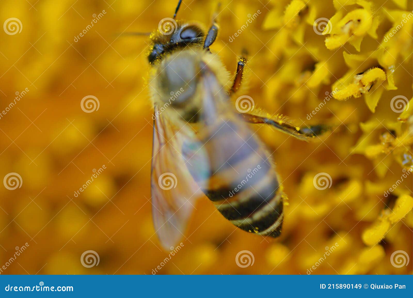 A very working hard bee stock image. Image of nature - 215890149