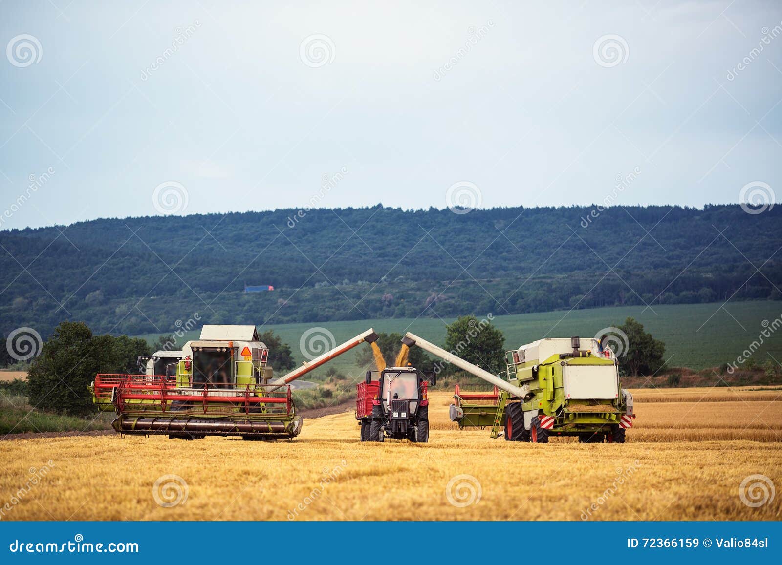 Working Harvesting Combine in the Wheat Field Stock Image - Image of ...