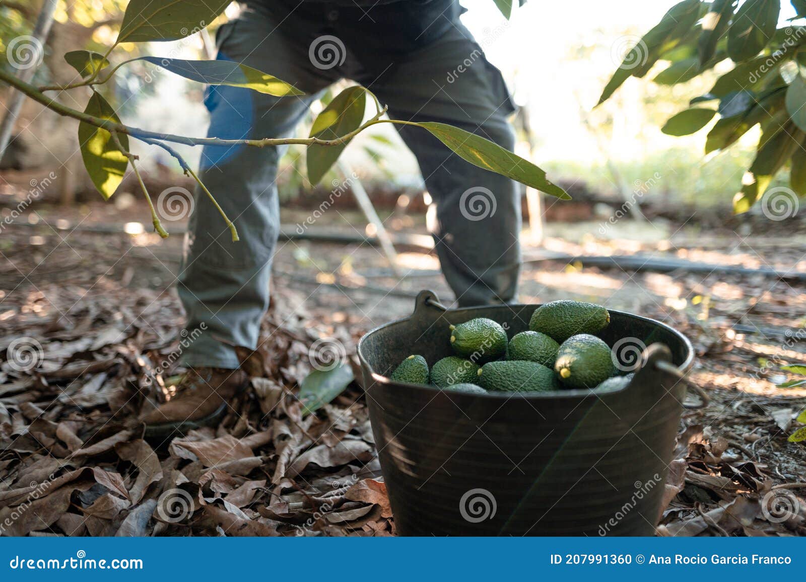 Working in the Hass Avocado Harvest Season Stock Photo - Image of green ...