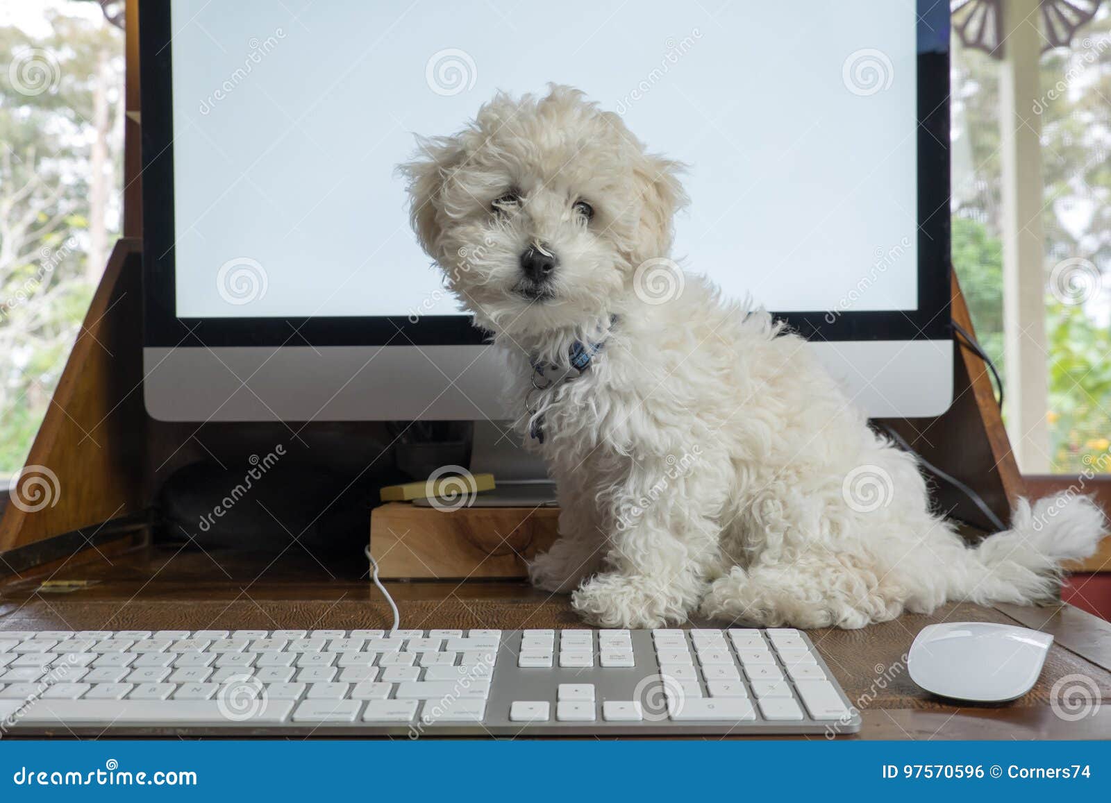 Working from Home with Bichon Frise Puppy Dog on Desk with Computer ...