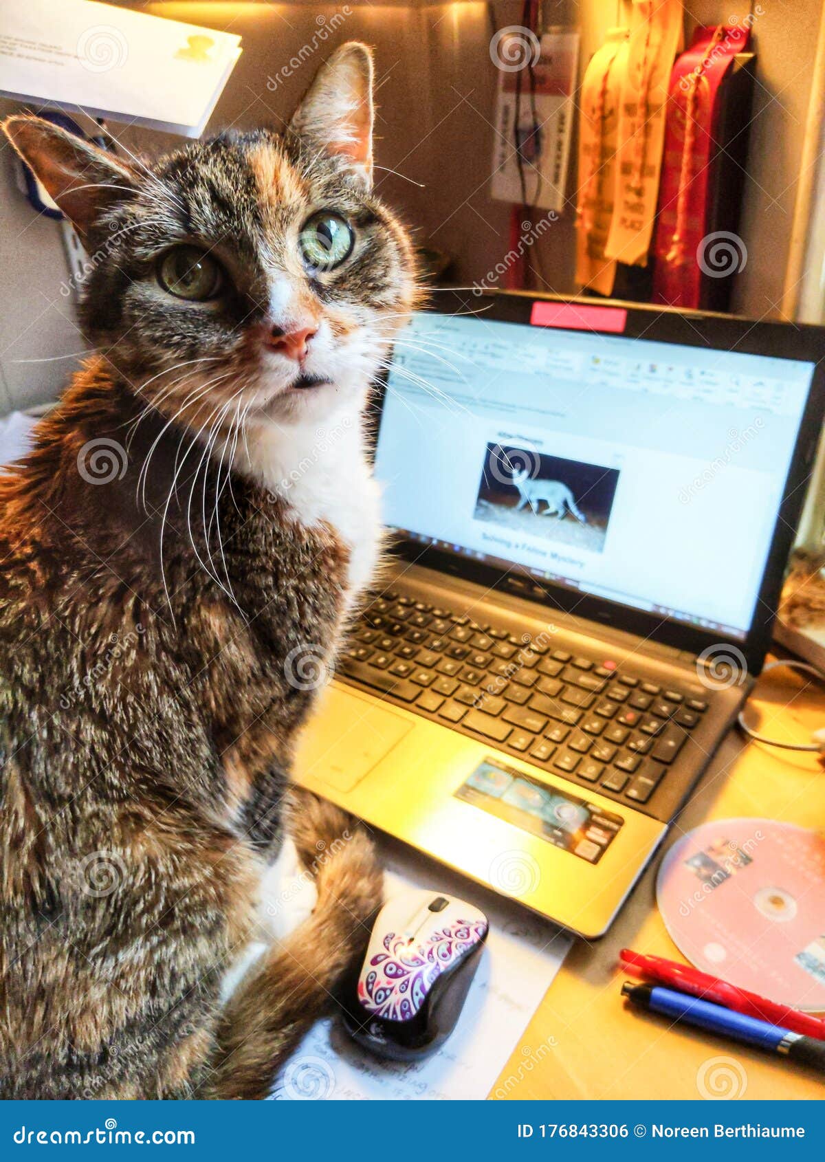 Working from Home Cat with Computer Stock Photo - Image of mouse ...