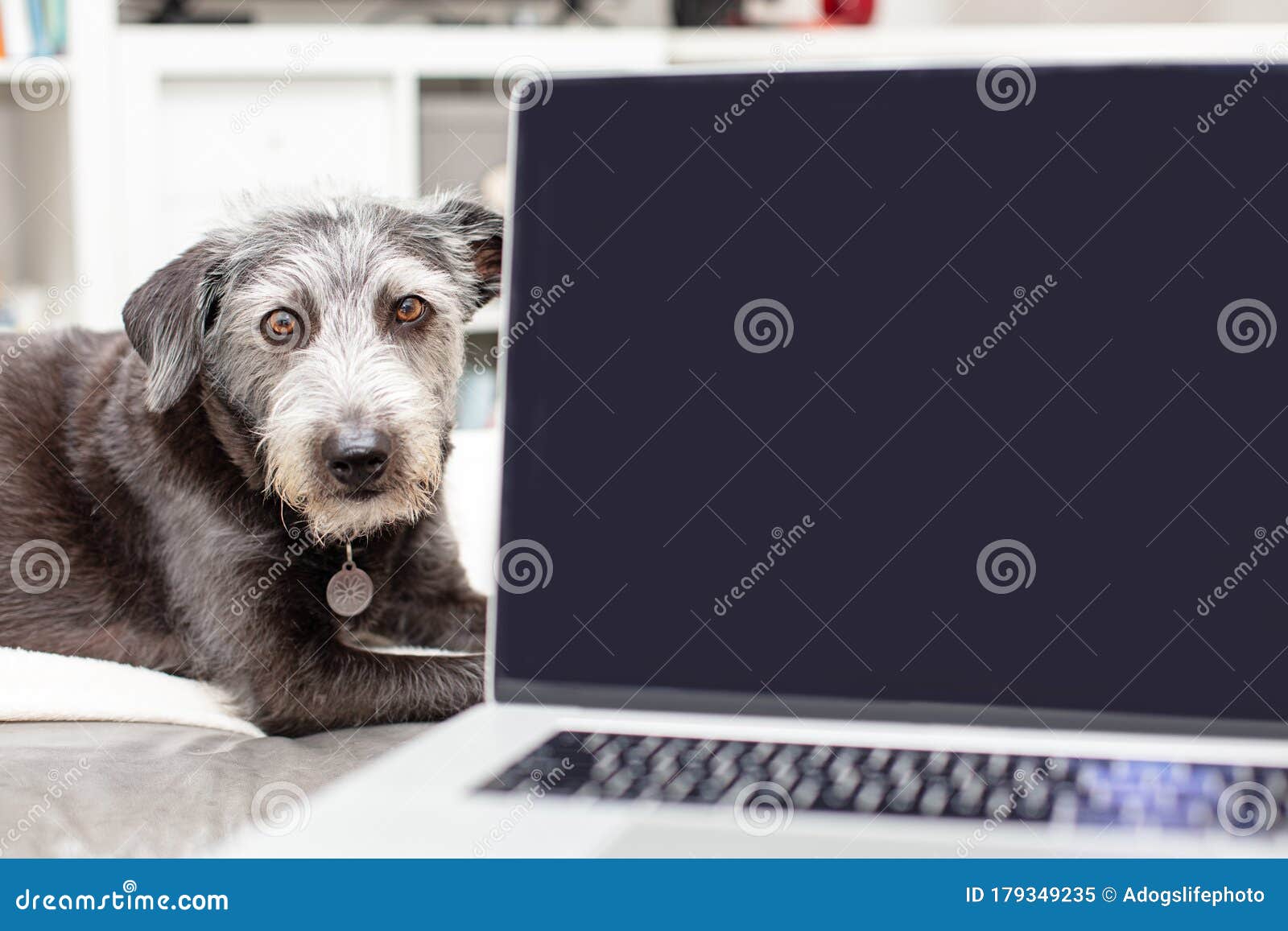 Working from Home with Pet Dog Stock Image - Image of watching ...
