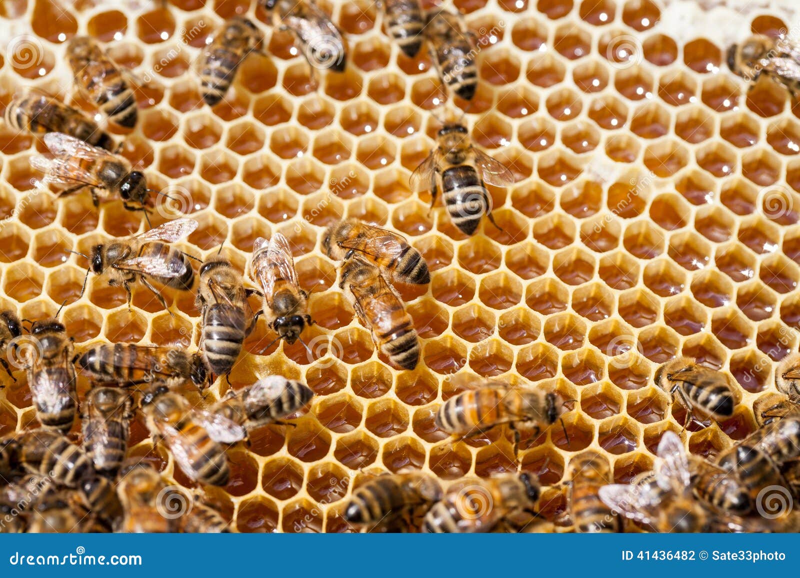 Working honey bees. stock photo. Image of closeup, actively - 41436482