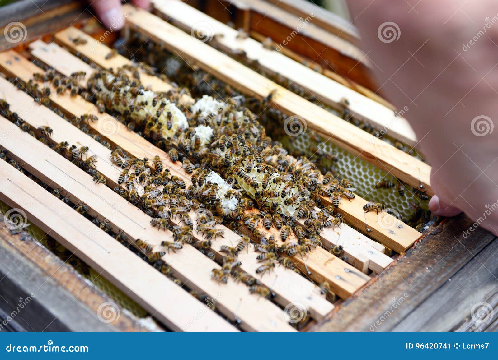 Working on Honey Comb Bee Keeper Stock Image - Image of insect ...
