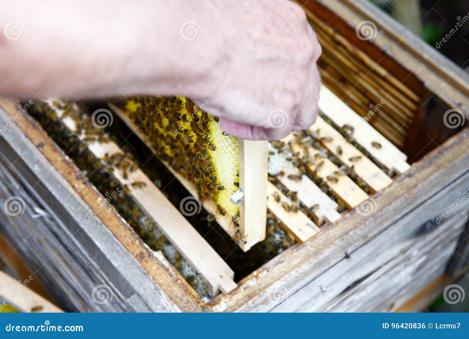 Working on Honey Comb Bee Keeper Stock Photo - Image of beekeeper, hive ...