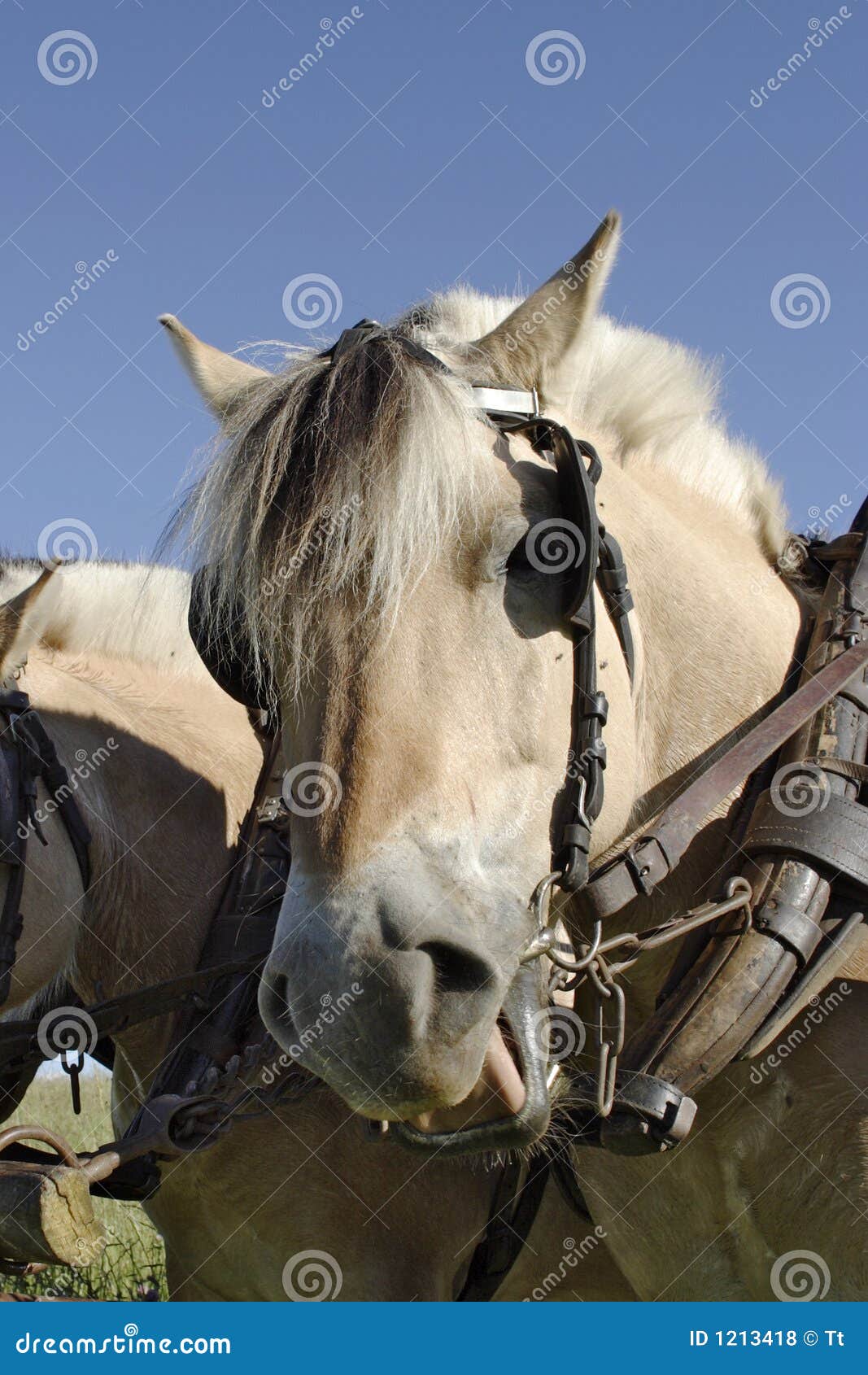 Working horse stock photo. Image of ancient, work, conveyed - 1213418