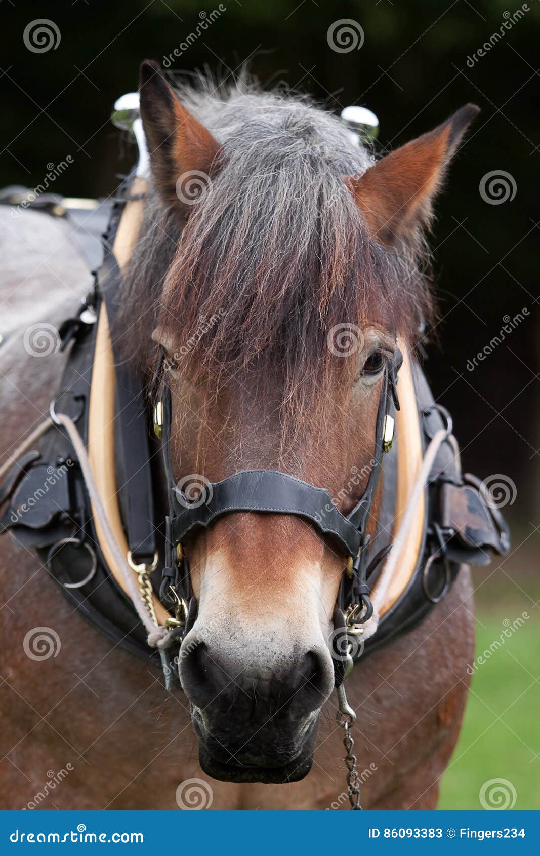 A working horse in harness stock image. Image of stallion - 86093383