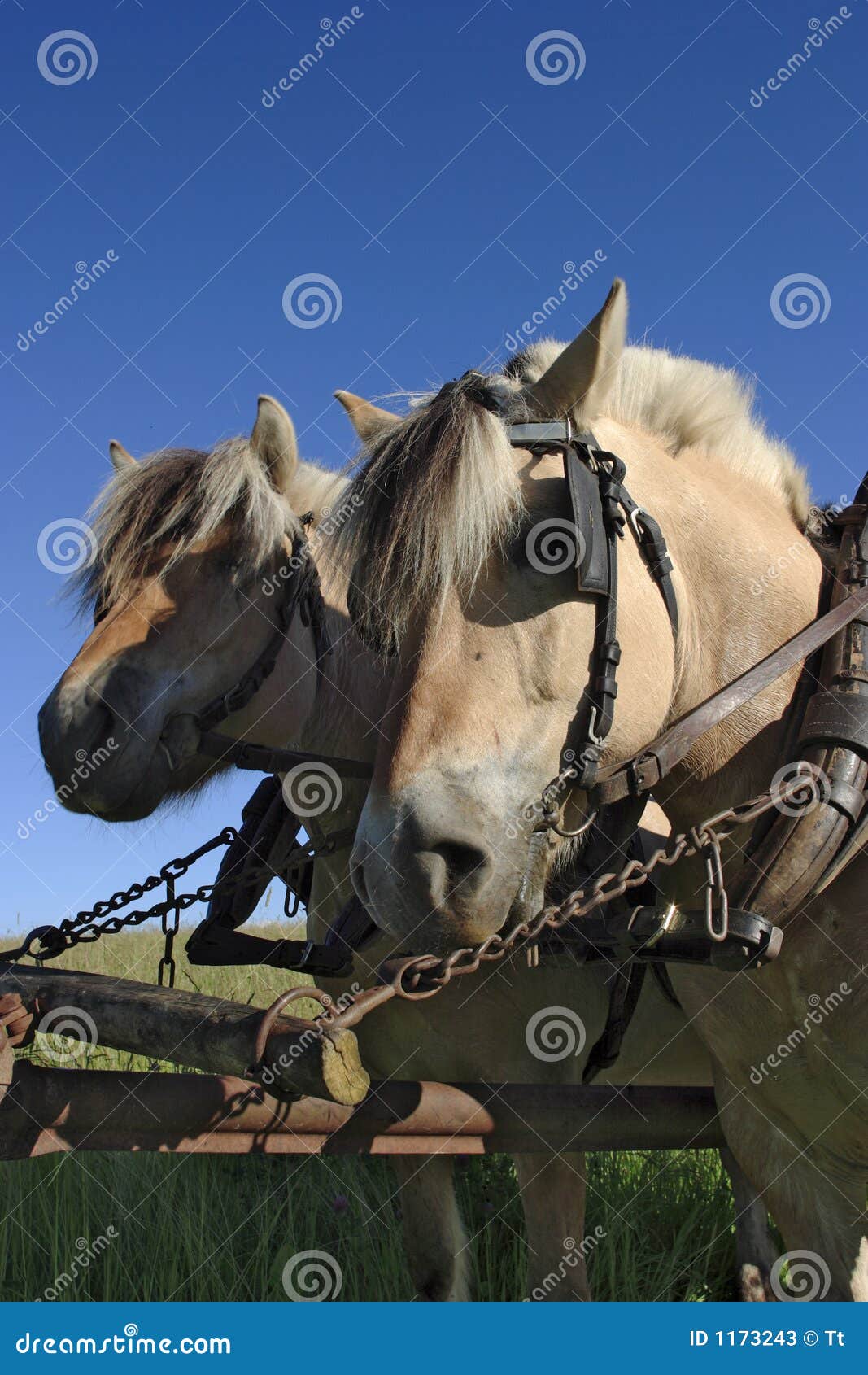 Working horses stock image. Image of convey, farmstead - 1173243