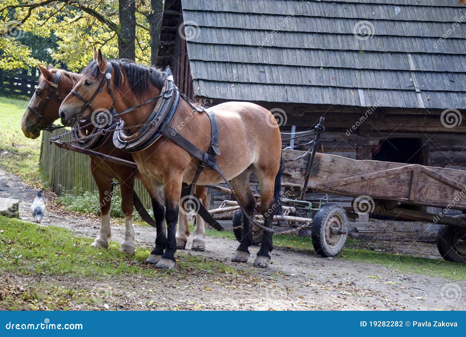Working horses stock photo. Image of house, living, farming - 19282282