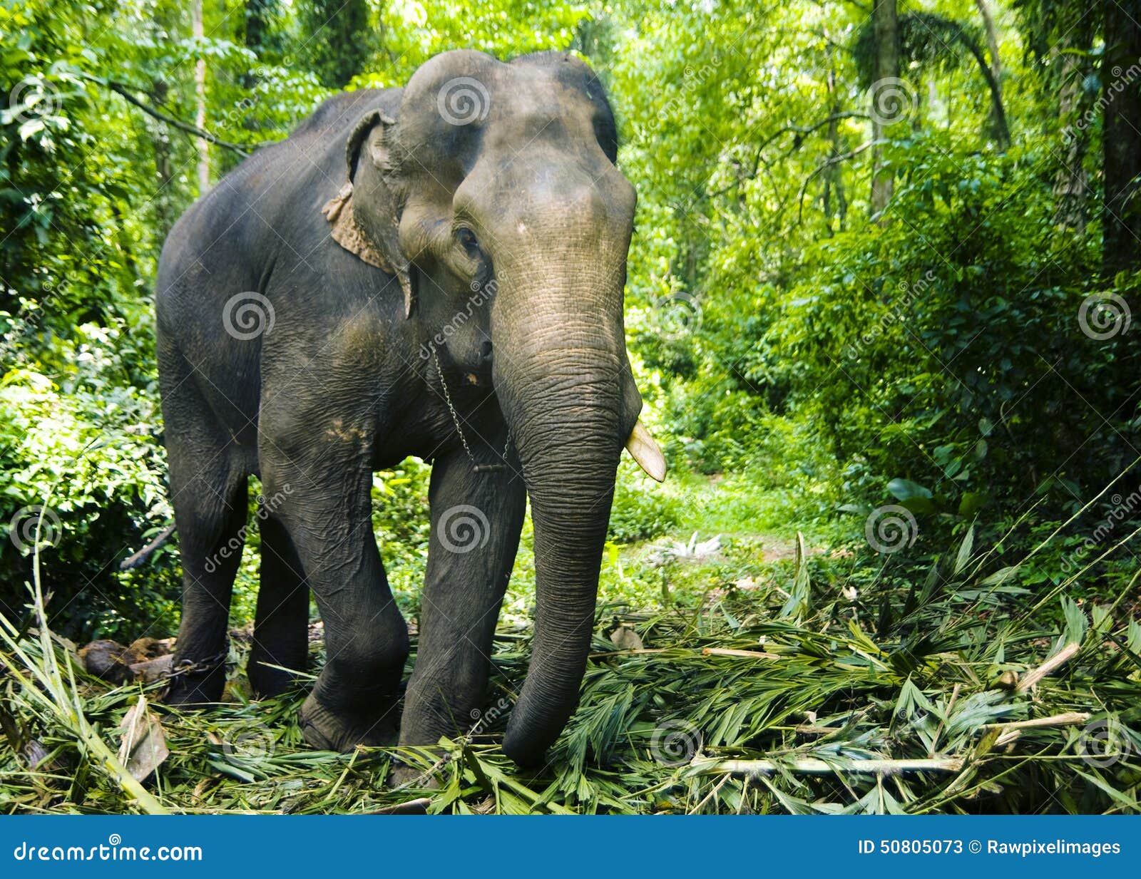 Working Indian Elephant Forest Green Concept Stock Image - Image of ...