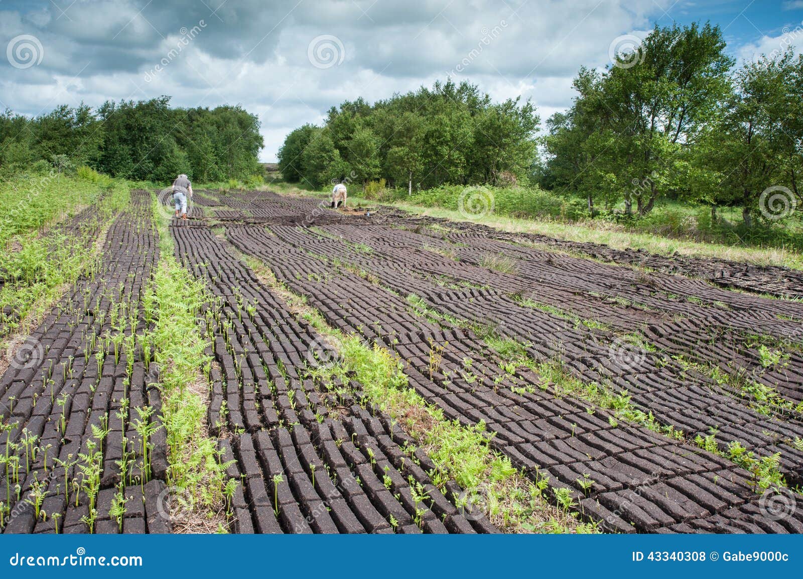 Working in an Irish Peat Bog Field Stock Photo - Image of environment ...