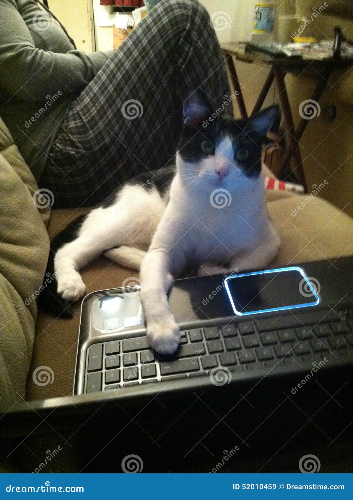 Working kitty stock image. Image of email, kitty, checking - 52010459