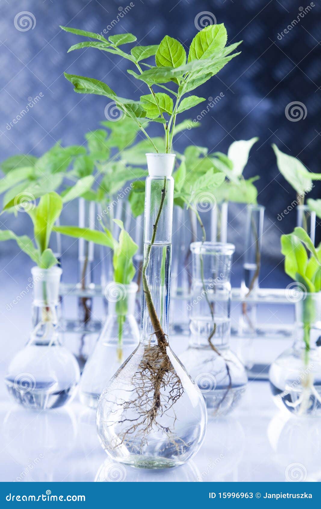 Working In A Laboratory And Plants Stock Photos - Image: 15996963