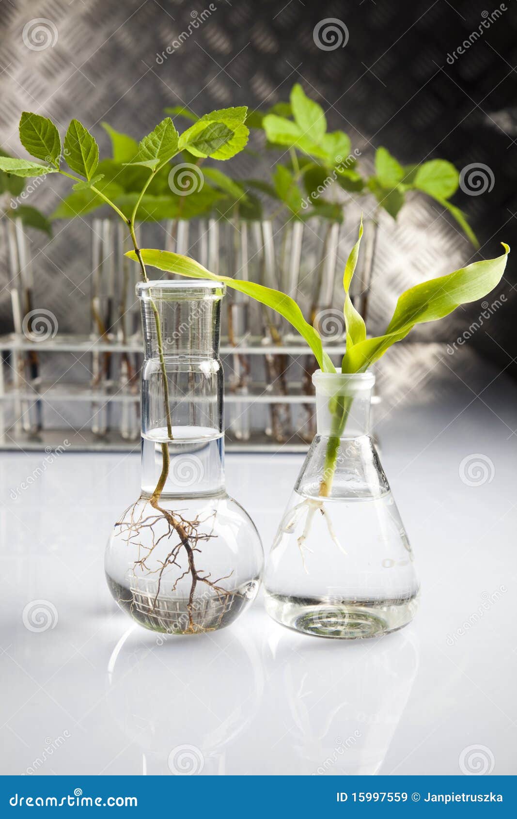 Working in a Laboratory and Plants Stock Image - Image of blue ...