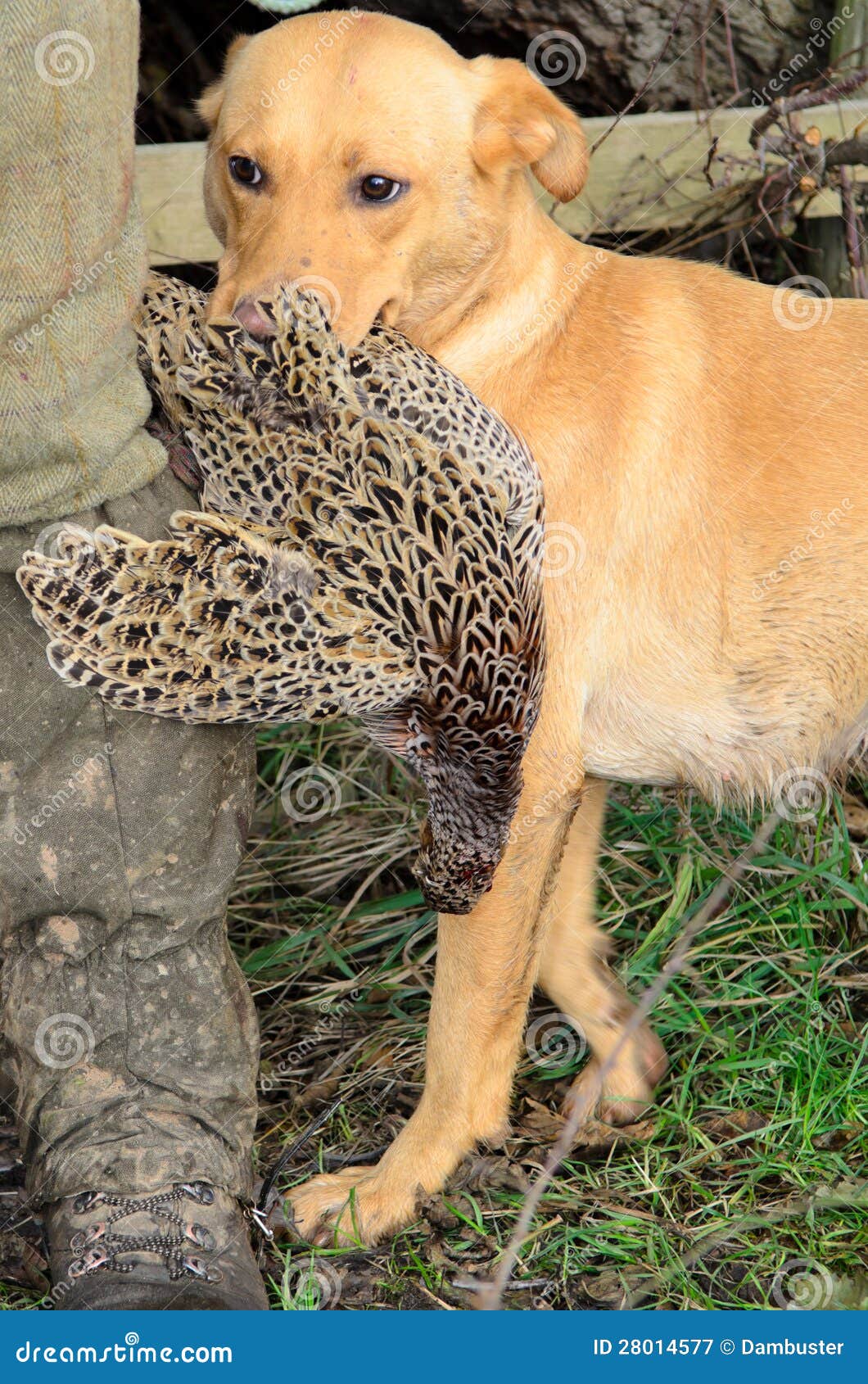 Working Labrador stock image. Image of english, kill - 28014577